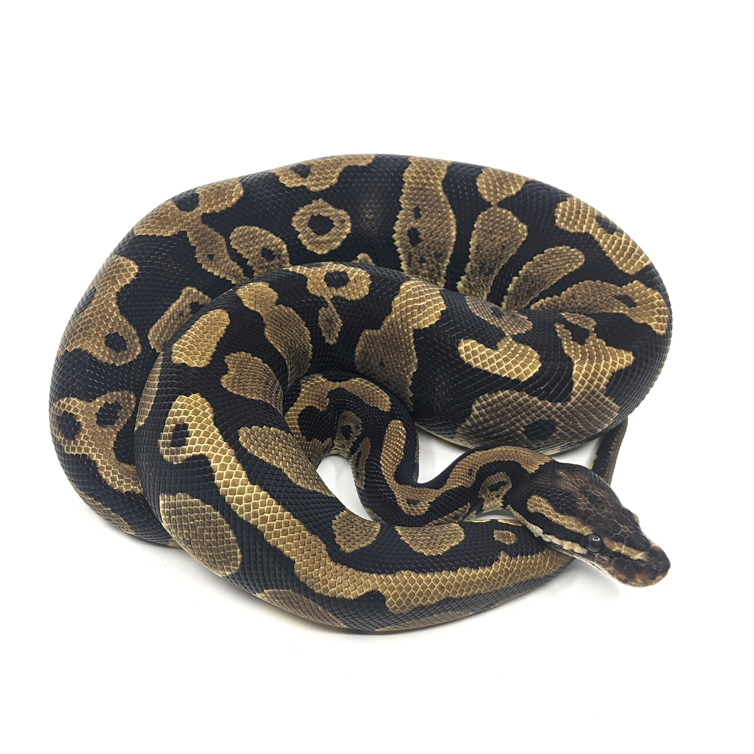 Acid Ball Python by Christopher Metro Reptiles - MorphMarket