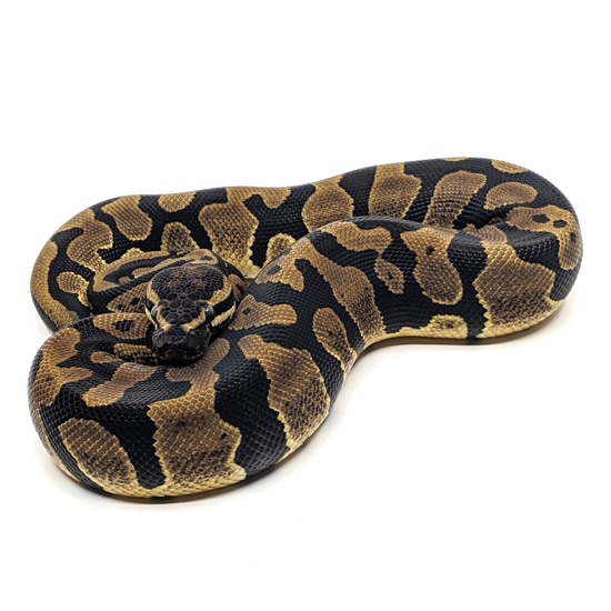 Acid Ball Python by Christopher Metro Reptiles