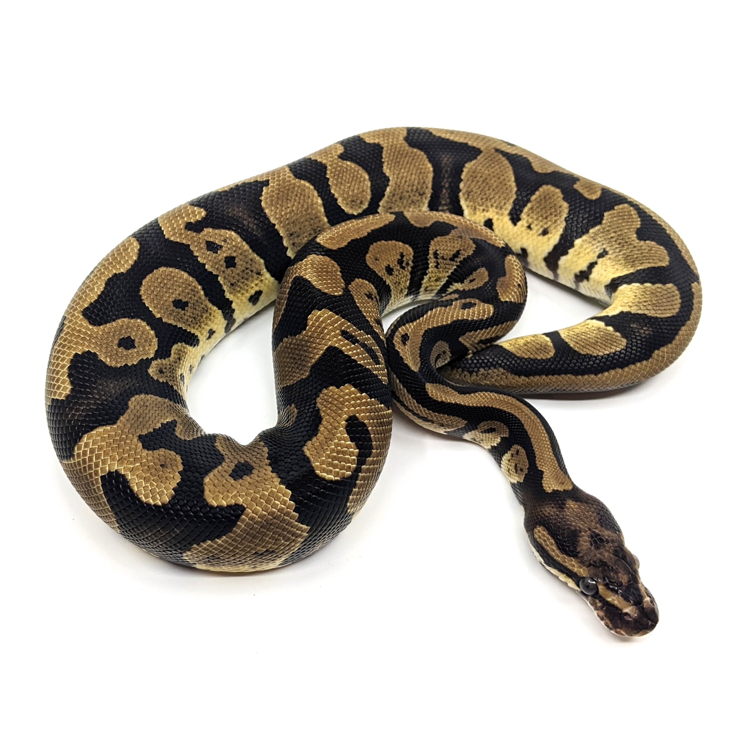 Acid Ball Python by Christopher Metro Reptiles - MorphMarket