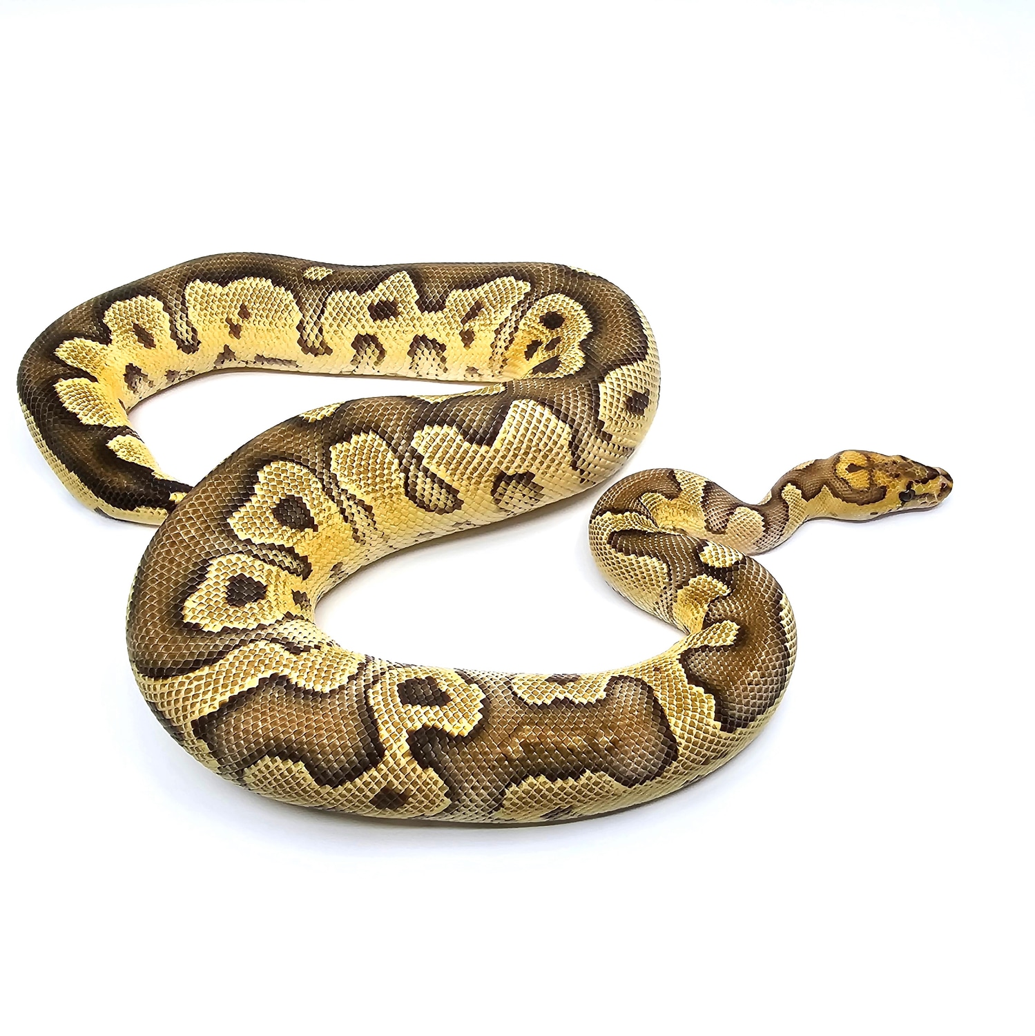 Fire Clown Ball Python by Christopher Metro Reptiles - MorphMarket