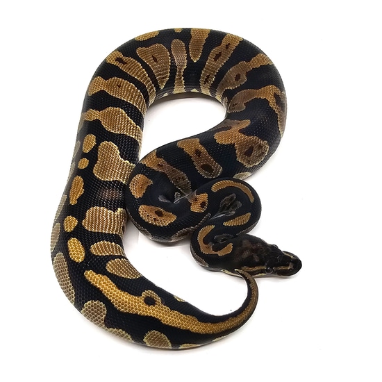 Acid Ball Python by Christopher Metro Reptiles