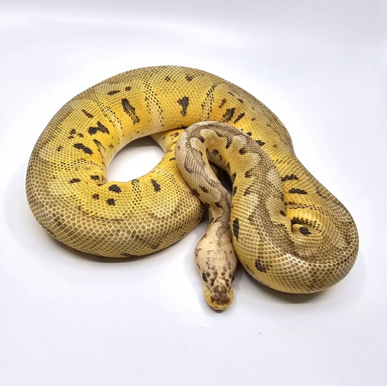 Super Pastel Clown Het DG Ball Python by Christopher Metro Reptiles