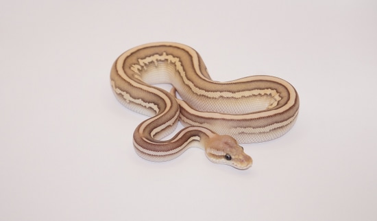 Banana Lesser Leopard Cinnamon Ball Python by Topher's Critters