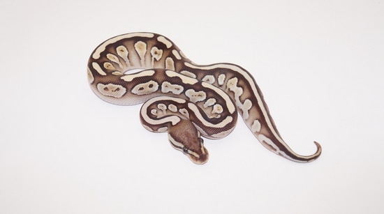 Lesser Ball Python by Topher's Critters