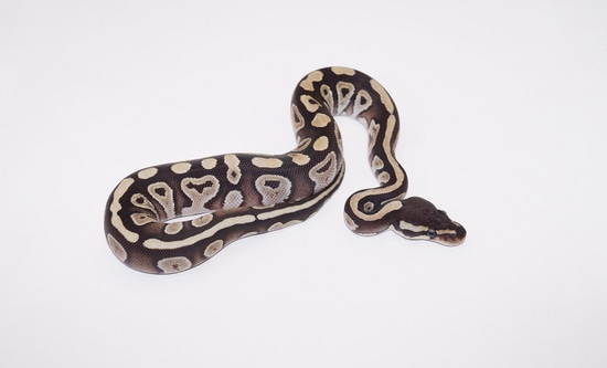 Mojave Ball Python by Topher's Critters