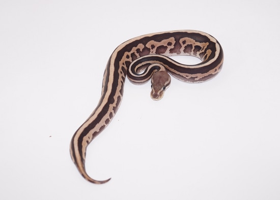 Cinnamon Fire Leopard Ball Python by Topher's Critters