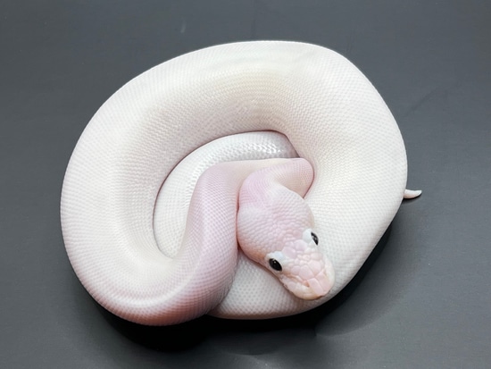 Super Fire Black Eyed Lucy Ball Python by Topher's Critters