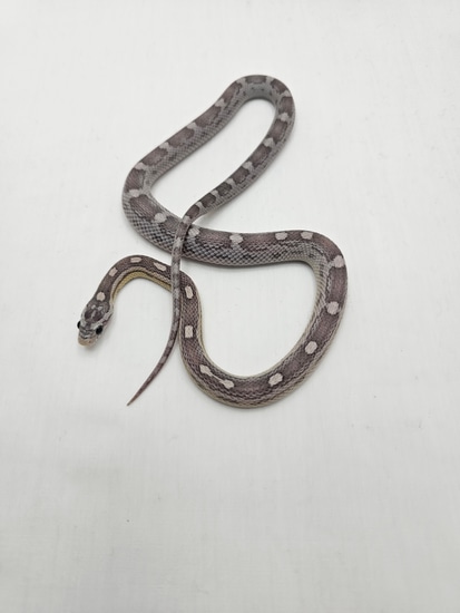 Blue Motley Corn Snake by Top Notch Reptiles