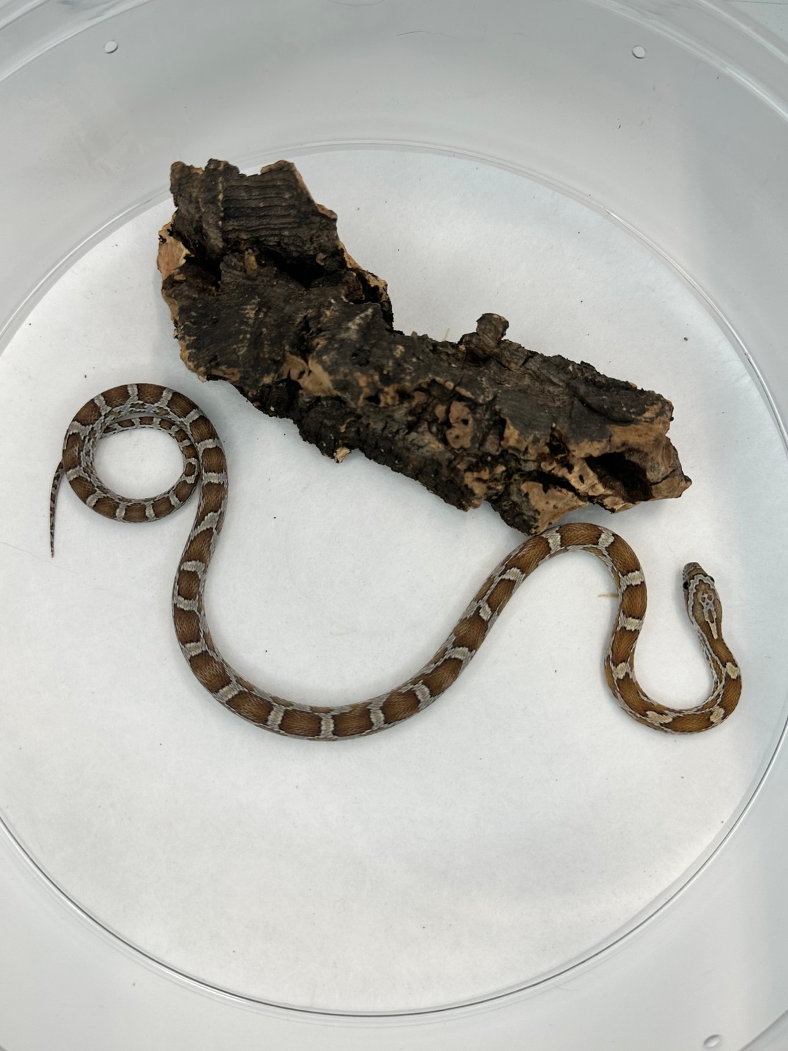 Caramel 100% Sunkissed 66% Amel, Cinder 50% Palmetto Corn Snake by Top ...