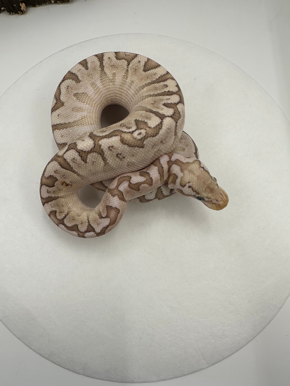 Pastel Yb Bamboo Het Clown Ball Python by Top Notch Exotics - MorphMarket