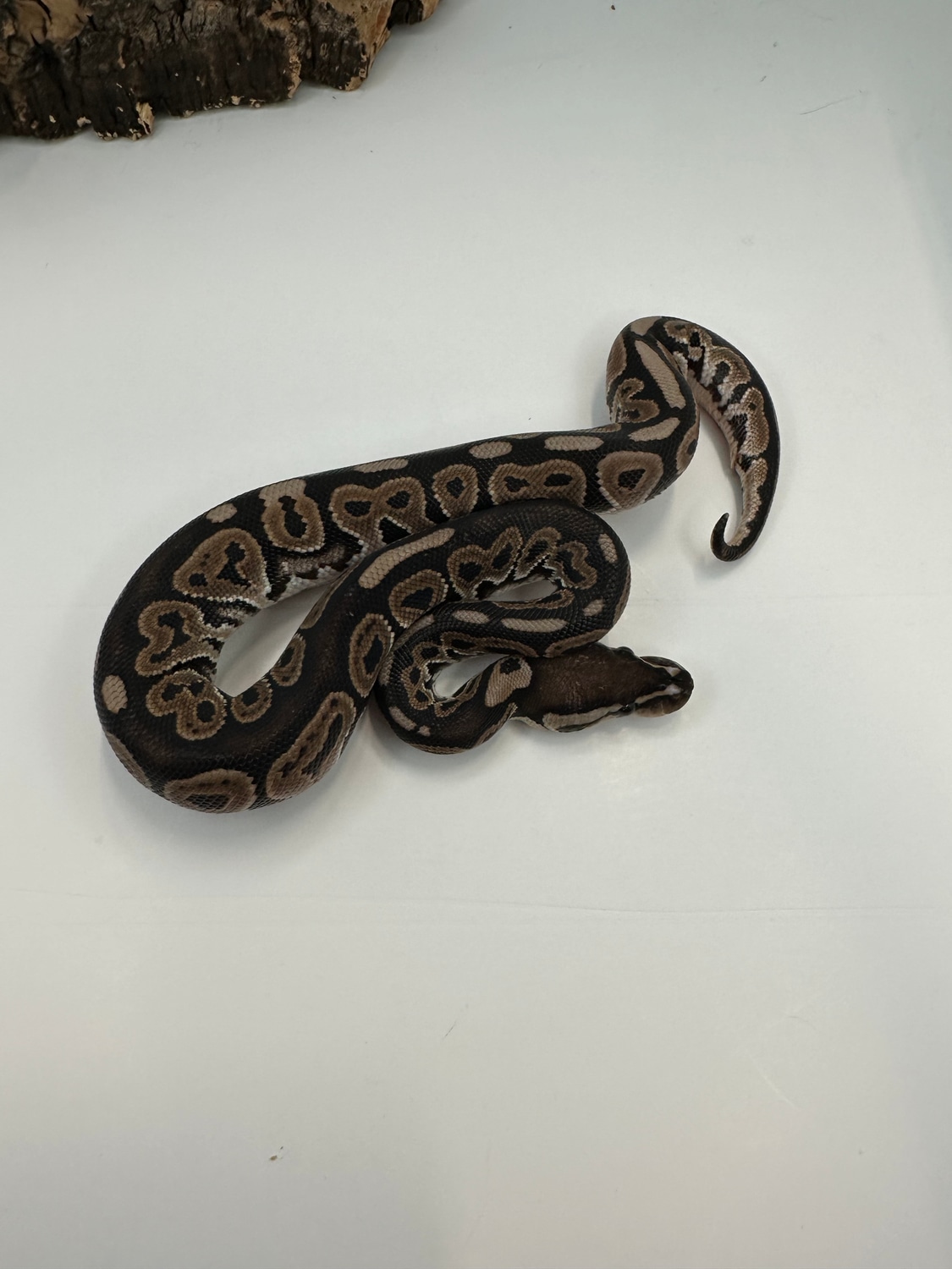Hra Huffman Ball Python by Top Notch Exotics - MorphMarket