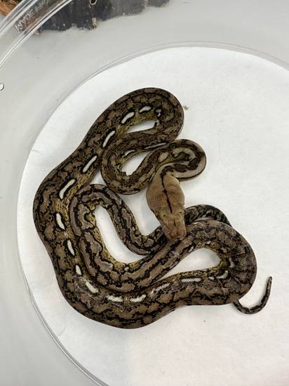 Tiger Marble Het Albino Reticulated Python by Top Notch Exotics