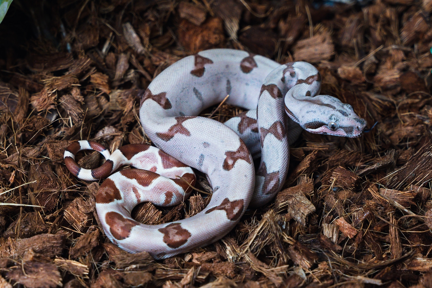 Salmon Lipstick Line Pos Super Hypo True Red-tailed Boa Constrictor by ...