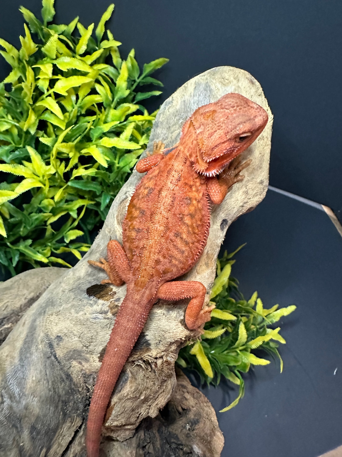 23 Spanish Red Central Bearded Dragon by Top Notch Exotics - MorphMarket