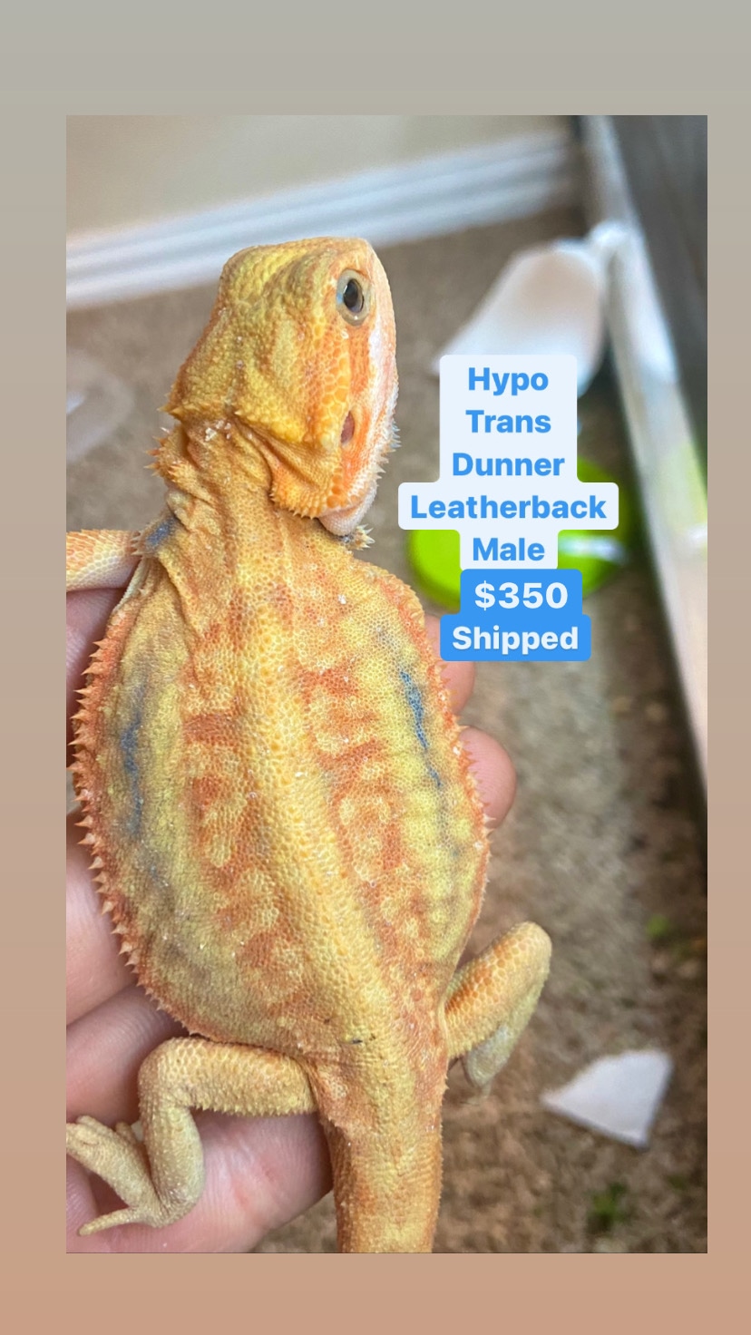 Beautiful Glowing Hypo Trans Dunner Leatherback Central Bearded Dragon ...