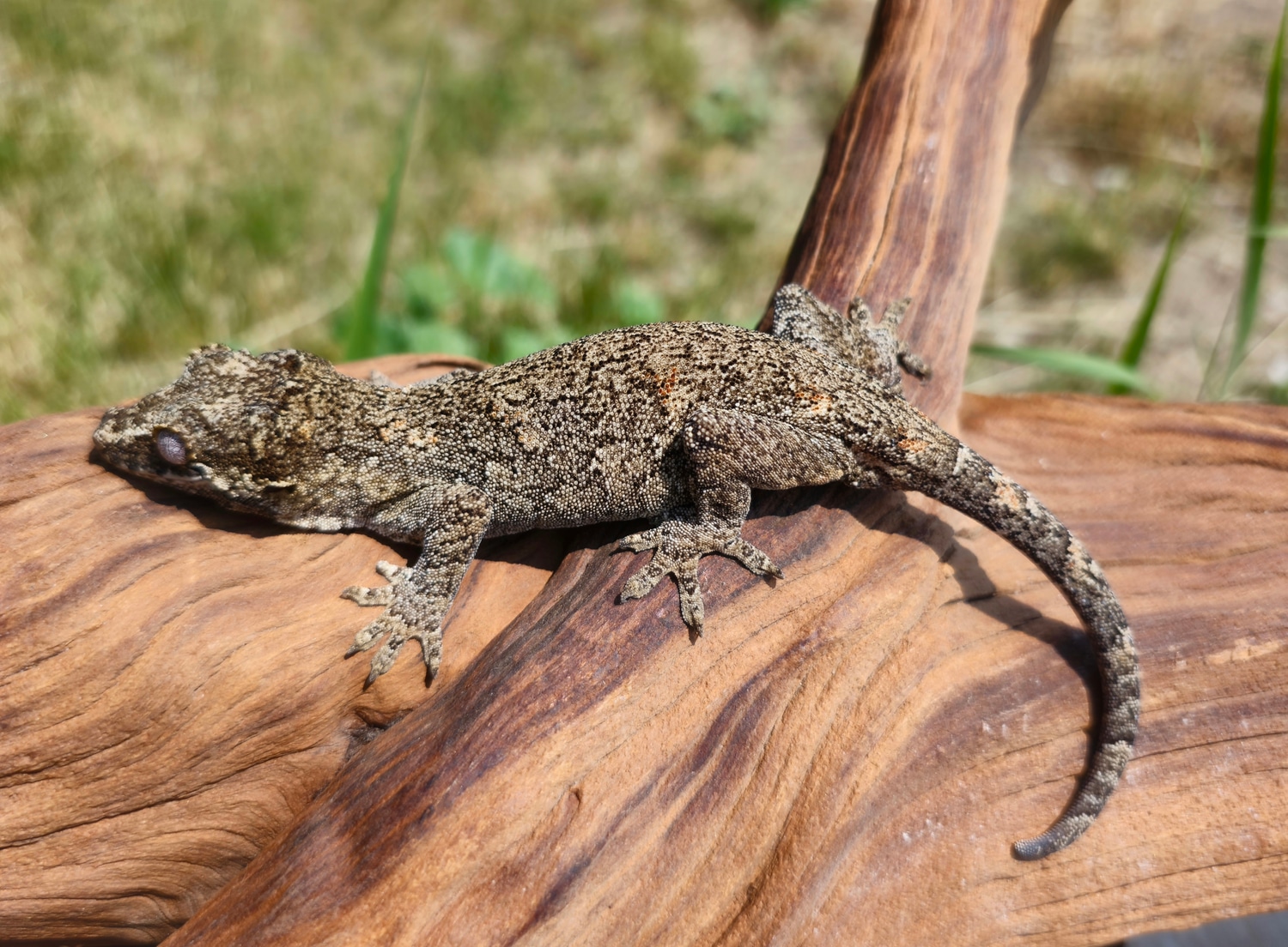 Orange Red Low Color - Female Gargoyle Gecko by Top Shelf Geckos ...