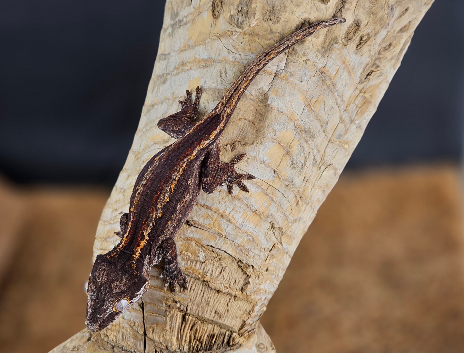 Orange & Red Stripe - Price Includes Shipping/importation From Canada ...