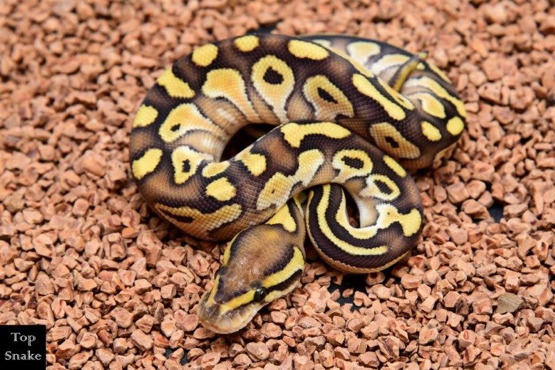Butter Pastel Orange Dream Ball Python by Top Snake - MorphMarket