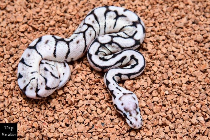 Zebra Bee Ball Python by Top Snake - MorphMarket