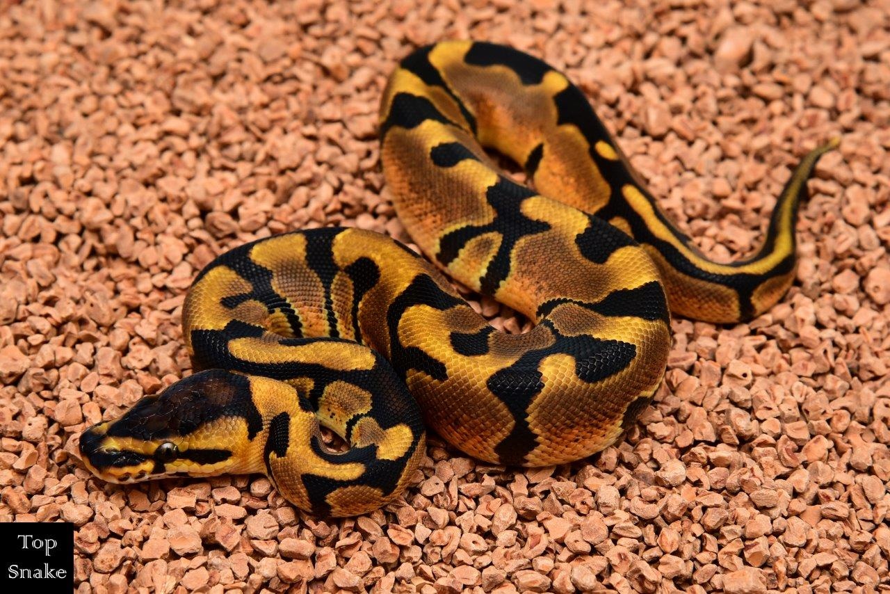 On Special: Enchi Blade 66% Het Clown (Pos Super Blade) Ball Python by ...