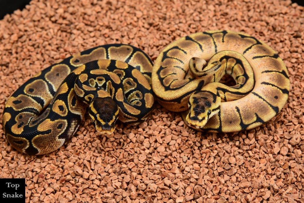 Spider Dbl Het Axanthic Clown Pair Ball Python by Top Snake - MorphMarket