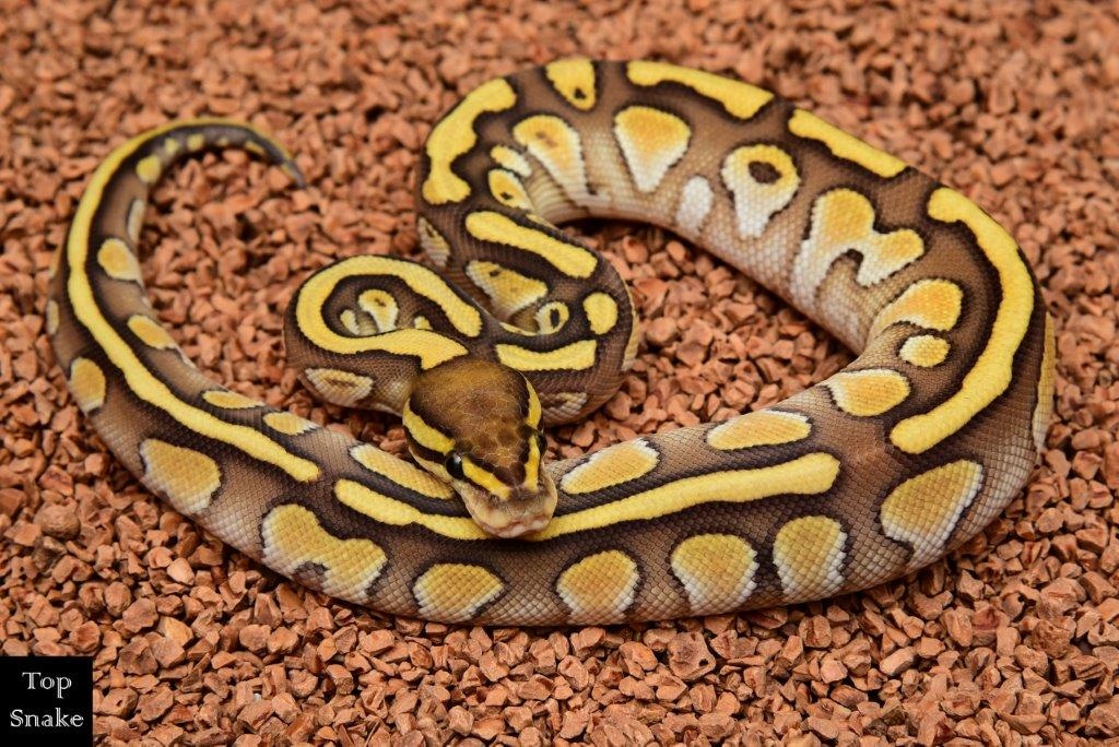 Butter Het Clown Ball Python by Top Snake - MorphMarket