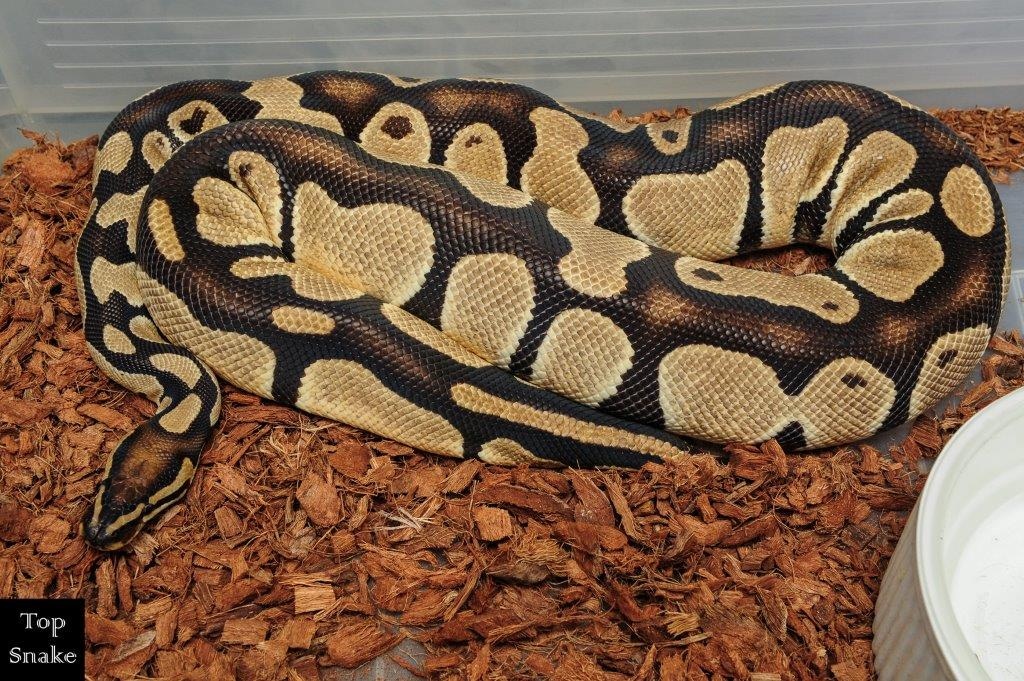 Orange Dream Ball Python by Top Snake - MorphMarket