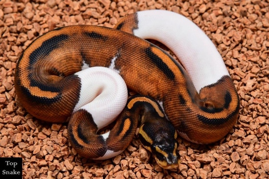 Black Nightmare Pied (Orange Dream Black Pastel) Ball Python by Top Snake