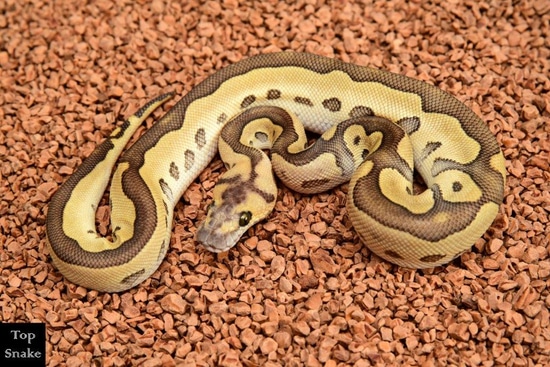 GHI Lesser Leopard Blade Clown (Holdback Released) Ball Python by Top Snake