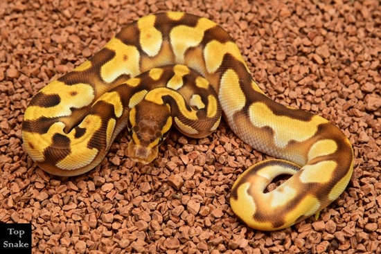 Orange Dream Yellow Belly Butter Ball Python by Top Snake