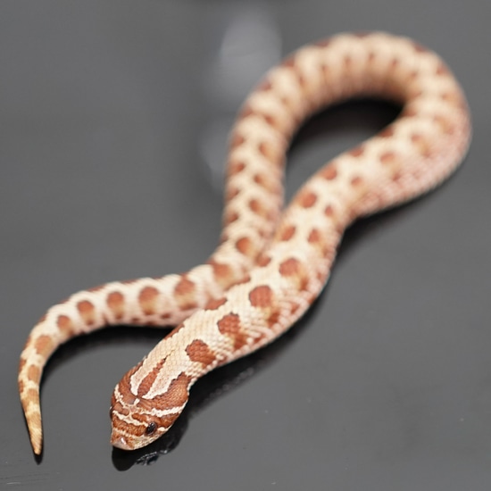 Conda 100% Het Caramel Western Hognose by Top Tier Genetics