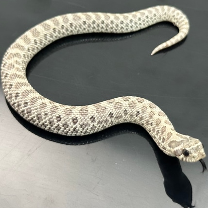 Top Tier Genetics - MorphMarket