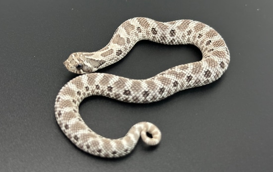 Axanthic Het Ghost Western Hognose by Top Tier Genetics