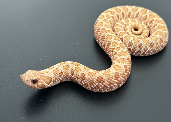 Evan's Hypo 100% Het Ghost (Axanthic) Western Hognose by Top Tier Genetics