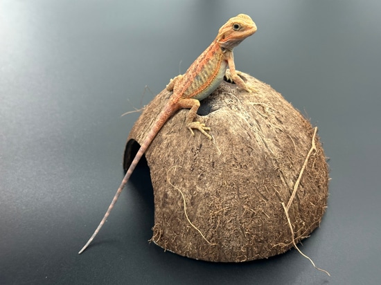 Paradox Line Hypo Trans Dragon Central Bearded Dragon by Top Tier Genetics