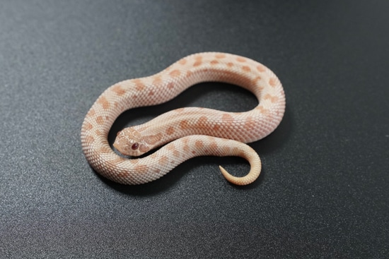 Caramel Conda Western Hognose by Top Tier Genetics