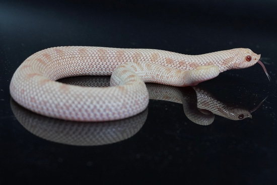 Caramel Conda Het Casper (100% Het Axanthic, 100% Het Evans Hypo ...