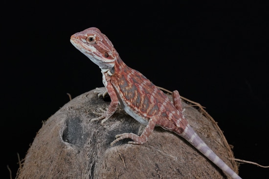 Red Blue Bar Hypo Leatherback Central Bearded Dragon by Top Tier Genetics