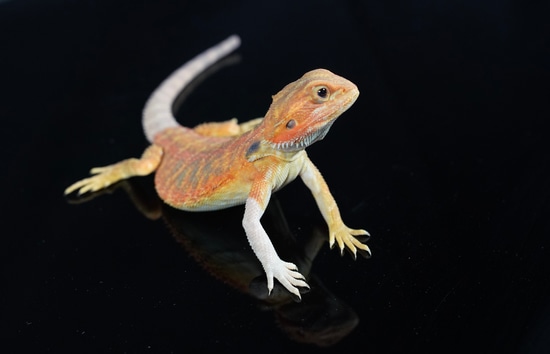 Red Hypo Paradox Line Dragon Central Bearded Dragon by Top Tier Genetics