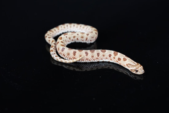 Conda DH Toxic Western Hognose by Top Tier Genetics