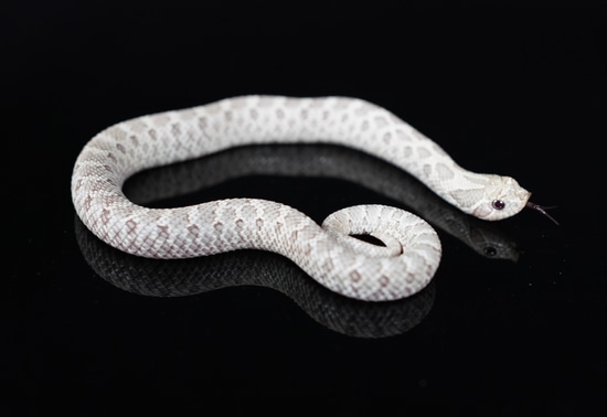 Ghost (Axanthic + Evans Hypo) Western Hognose by Top Tier Genetics