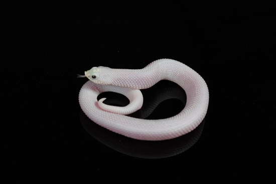 Leucistic Western Hognose by Top Tier Genetics
