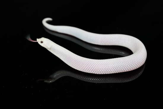 Leucistic Western Hognose by Top Tier Genetics