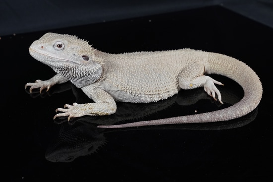 Hypo Zero Central Bearded Dragon by Top Tier Genetics