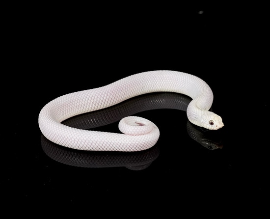 Leucistic Western Hognose by Top Tier Genetics