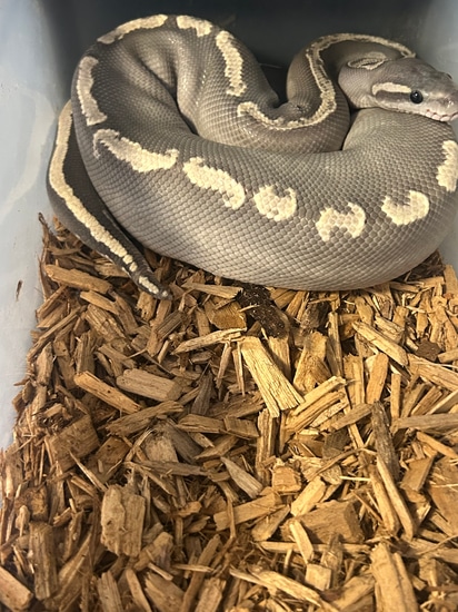 GHI Mojave Ghost Ball Python by TopTierMorphs