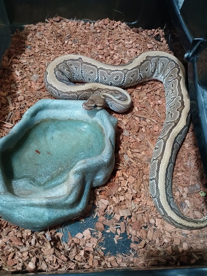 Jigsaw Ball Python by Tor’s reptiles