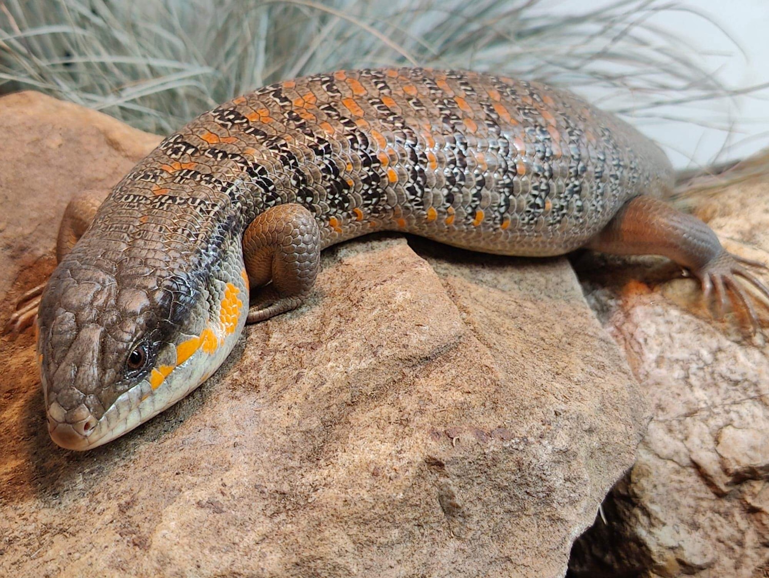 True Berber Skink Other Skink by No Land Exotics - MorphMarket