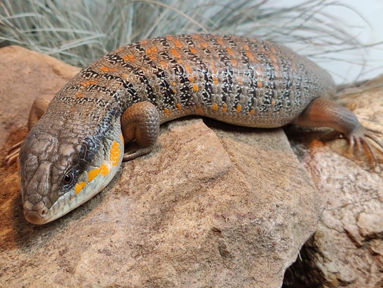 True Berber Skink More Skink by Perfect Hue LLC