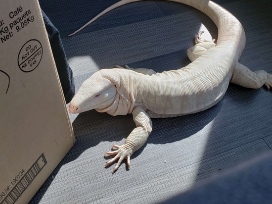 Blue Ice Albino Male Argentine Tegus by Perfect Hue